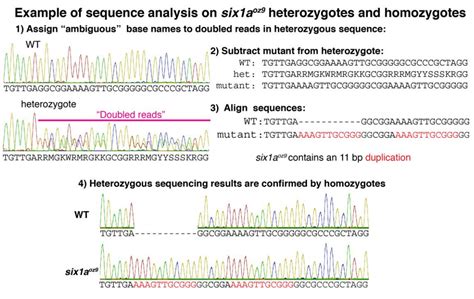 Crispr Mutagenesis 30 Department Of Molecular Genetics