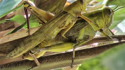 The Circle Of Life In Miniature Grasshopper Courtship In Action