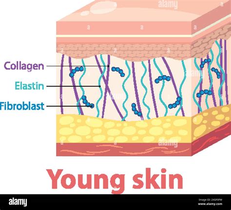 Illustration Showing Collagen Elastin And Fibroblast In Skin Stock Vector Image And Art Alamy