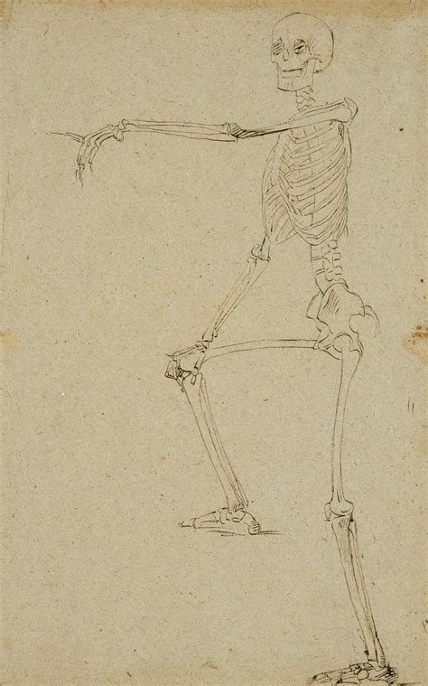A Human Skeleton Works Of Art Ra Collection Royal Academy Of Arts
