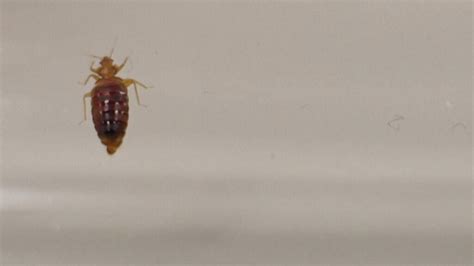Malaysia Scientists Turn Bedbugs Into Crime Scene Spies France 24