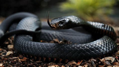 All Snakes Wallpapers Wallpaper Cave