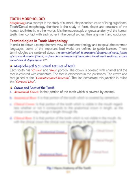 SOLUTION: Lecture note 0001 terminologies used in tooth morphology ...