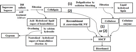 Schematic Representation Of Sugarcane Bagasse Pretreatments Prior To