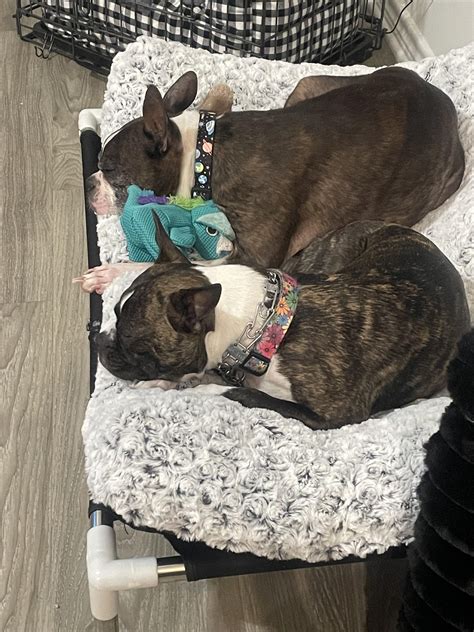 Bos Twins Rbostonterrier