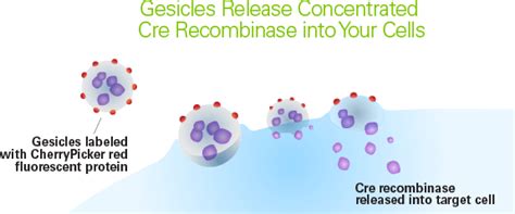 Control Over Your Cre Recombinase Experiments