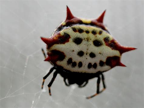 Spiny Orb Weaver { Spider} 1 Free Photo Download Freeimages