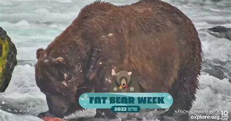 Fat Bear Week Is Back With March Madness Style Competition Cbs