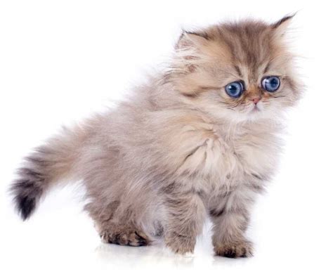 Kucing Parsi Comel Di Dunia Gambar Semuanya Tentang Kucing