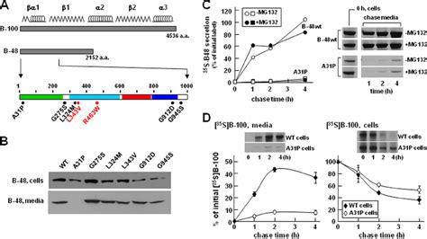 Transfection Analysis Of Apob 48 Mutants A Schematic Diagram Of Download Scientific Diagram