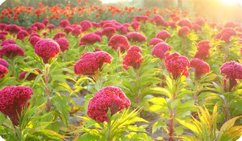 Unleash The Vibrant Beauty Of Cockscomb Flowers In Your Garden Shehri