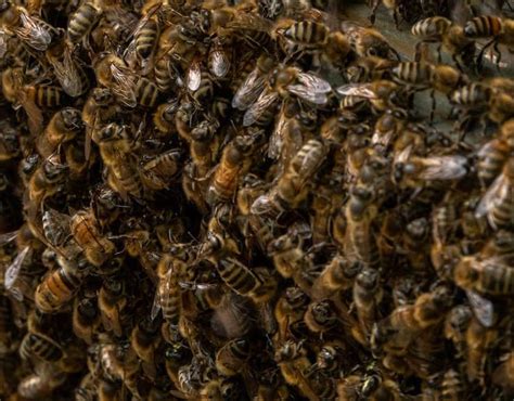 Bee Bearding Should You Be Concerned When Your Bees Beard