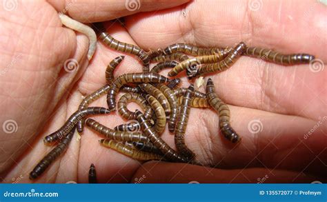 Mealworm In The Beetle Farm Stock Image Image Of Meal Super 135572077