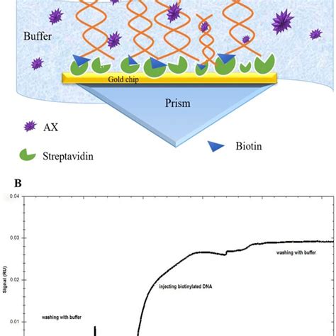 A Schematic Image Of Ax Interaction With Dna On Gold Sensor Surface