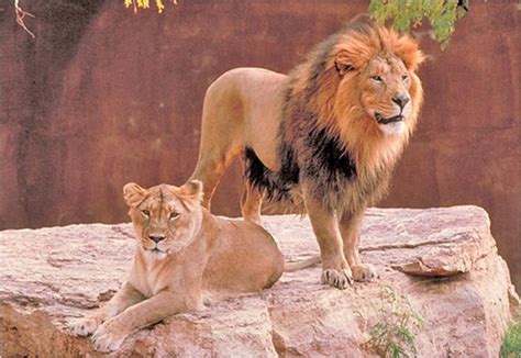 사자의 종류 네이버 블로그