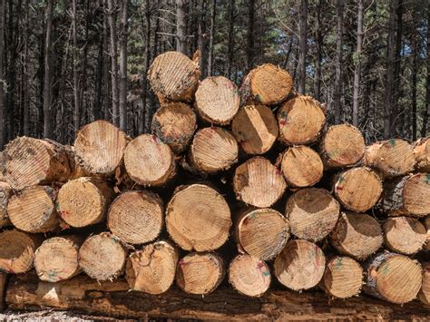 Understanding The Carbon Footprint Of Timber Mortlock Timber