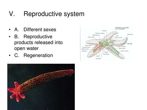Ppt Echinoderms Powerpoint Presentation Free Download Id 5440496