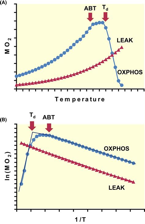 ectotherm mitochondrial economy and responses to global warming