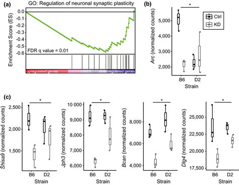 Hp1bp3 Kd Negatively Regulates Neuronal Synaptic Plasticity A Download Scientific Diagram