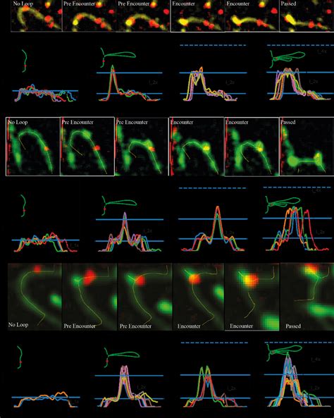 Test Of Prediction 1 Associated With The Model By Shaltiel Et Al A