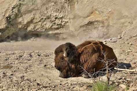 Búfalo Animal Mamífero Foto Gratuita No Pixabay Pixabay