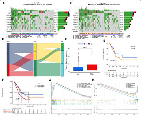 Validation Of The Correlation With Tumor Mutation Burden And Risk Score