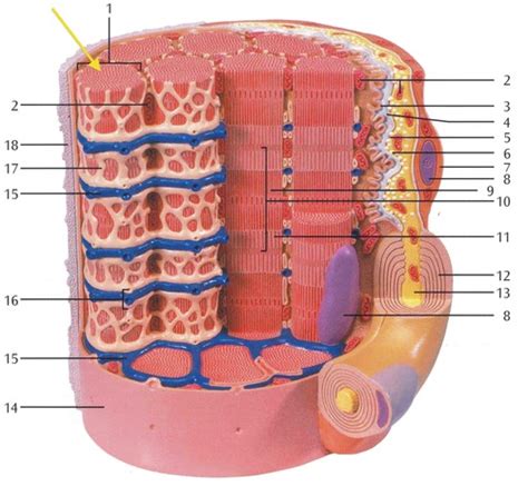 Muscle Fiber Model Labeled Cardiac Muscle Tissue Function And Labeled