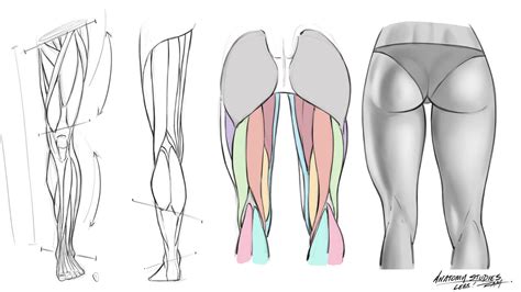 Front Rear Leg Anatomy Reference Sheet By Robertmarzullo On Deviantart