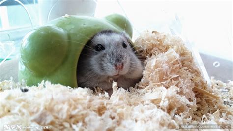 仓鼠摄影图 家禽家畜 生物世界 摄影图库 昵图网