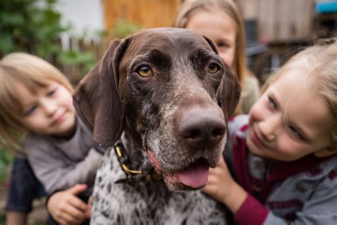 What To Expect Lifespan And Aging In German Shorthaired Pointers