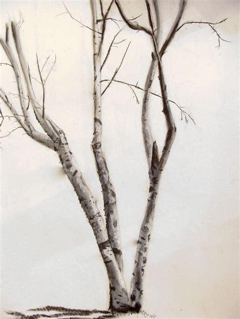 Birch Tree Drawing At GetDrawings Free Download