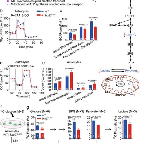 Metabolic Reprogramming In Astrocytes Results In Neuronal Dysfunction