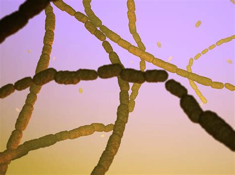 Peptostreptococcus Sp Bacteria 6 Photograph By Science Photo Library