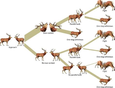 agonistic red deer 6 31 approach assessment