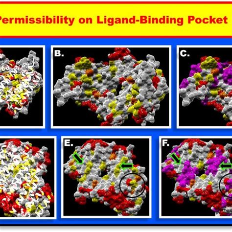 The Effect Of Permissibility On Ligand Binding Pocket Formation
