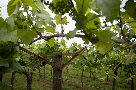 Trellis Systems Play More Than A Supporting Role King Estate Winery