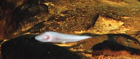 Species New To Science [ichthyology • 2020] Lucifuga Gibarensis • A