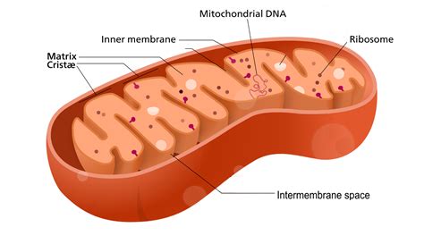 Labelled Diagram Of A Mitochondrion