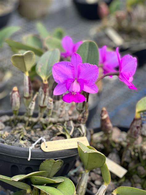 Cattleya Walkeriana Tipo Lago De Furnas Dto Donato