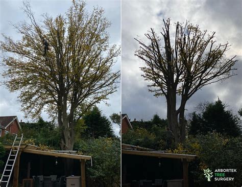 Crown Thinning And Crown Reduction By Local Arborists