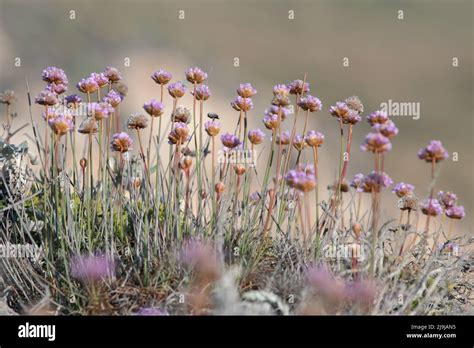 California Sea Thrift Armeria Maritima Californica A Native Plant And