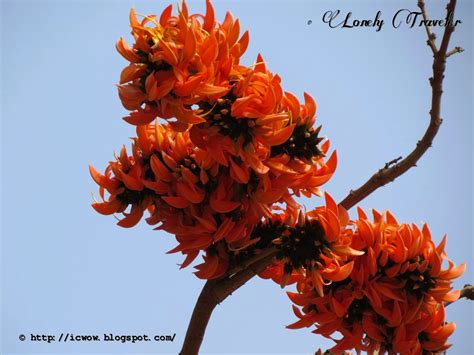 Flame Of The Forest Butea Monosperma
