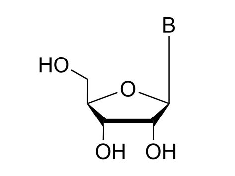 Basic Nucleosides Manufacturer 2 Deoxynucleosides 2 3 Dideoxynucleosides Arabinonucleosides