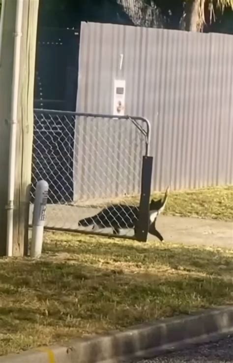 hmc while i deliver the newspaper r holdmycatnip
