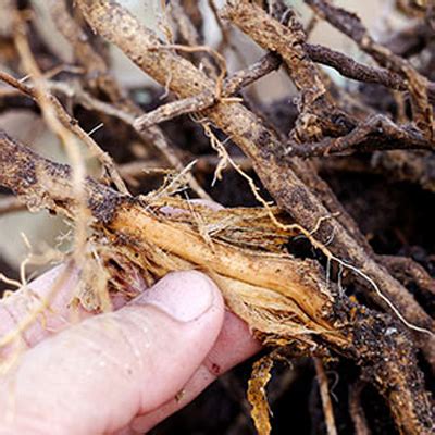 The Arborists Role In Fighting Tree Diseases