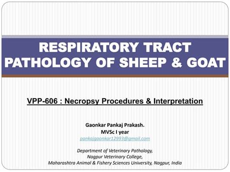 Respiratory Pathology Of Sheep And Goat Pptx