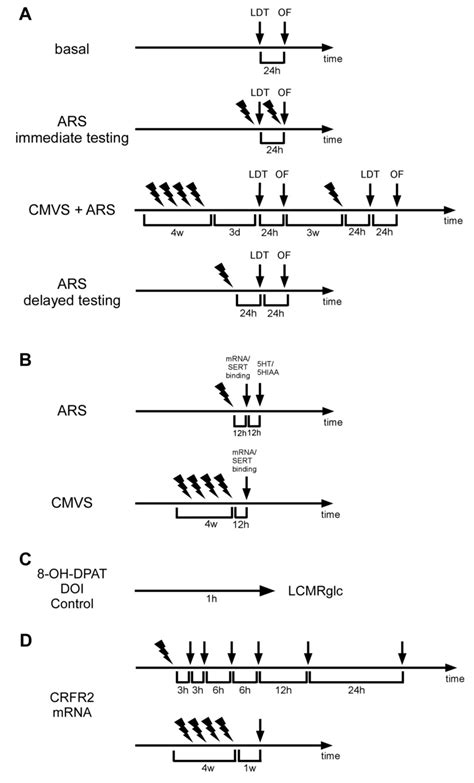 Schematic Representation Of Experimental Protocols And Timelines A