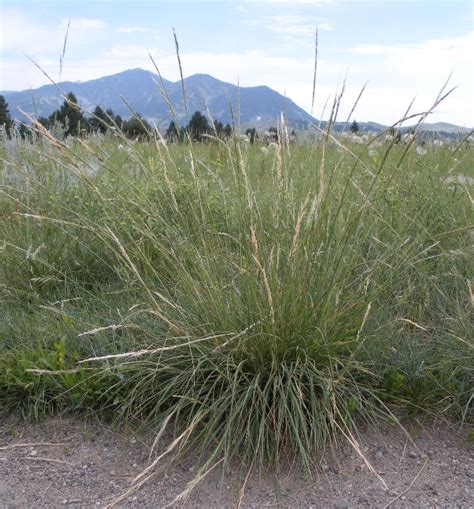 Green Needlegrass Wildland Seed Co