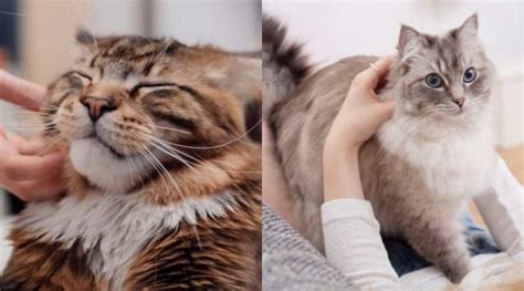 13 Maine Coon Mixes And What Its Like To Live With Them Love Your Cat