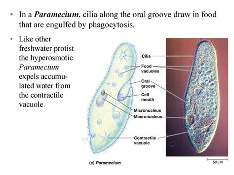 Protists Protists Are Eukaryotes And Thus Are Much More Complex Than The Prokaryotes The First